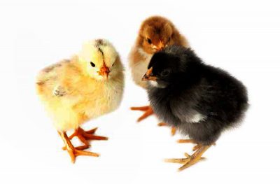 Garfield Farm and the Black Java Chicken - Backyard Poultry